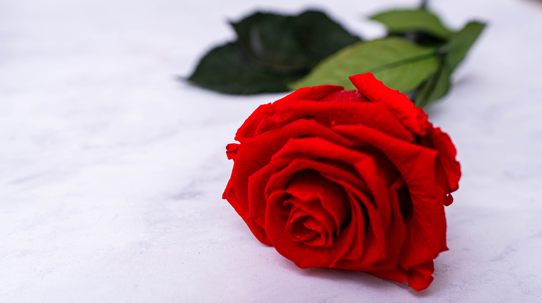 Dried & Preserved Flowers – Flor Keeps